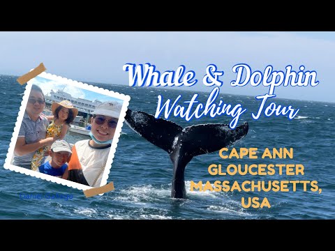Whale and Dolphin Watching in Cape Ann Gloucester Massachusetts September 2022