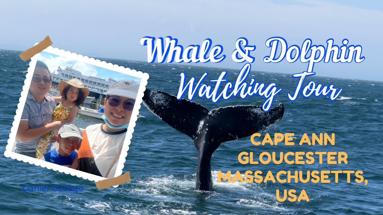 Whale and Dolphin Watching in Cape Ann Gloucester Massachusetts ...