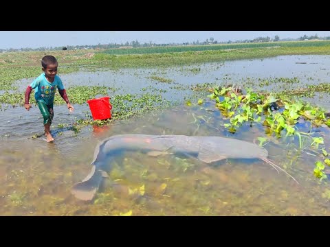 Best hand fishing video - Smart boy catching fish by hand in mud water - Amazing hand fishing video