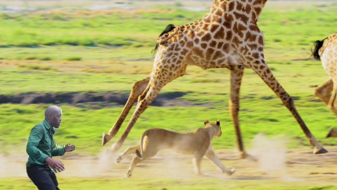 CRAZY Video Of LIONS Chasing GIRAFFES - YouTube
