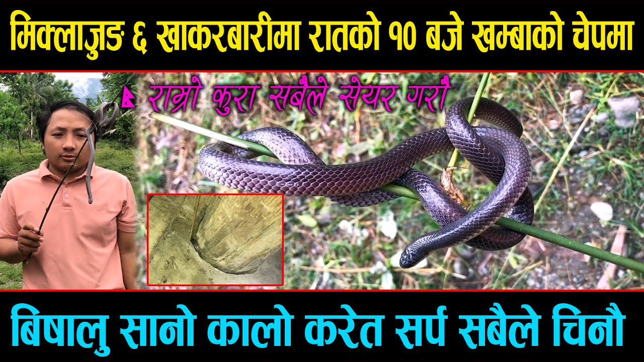 Lesser black krait Rescue inside home night 10 pm Miklajung 6 ...