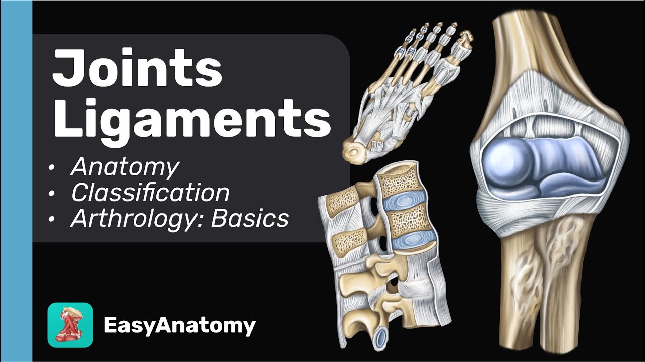 Joints and Ligaments: Anatomy & Function | Classification | Cartilages ...