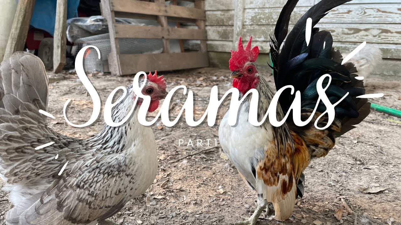 Seramas | Tiny Chickens | Miniature Chickens | Tour Around the Yard ...