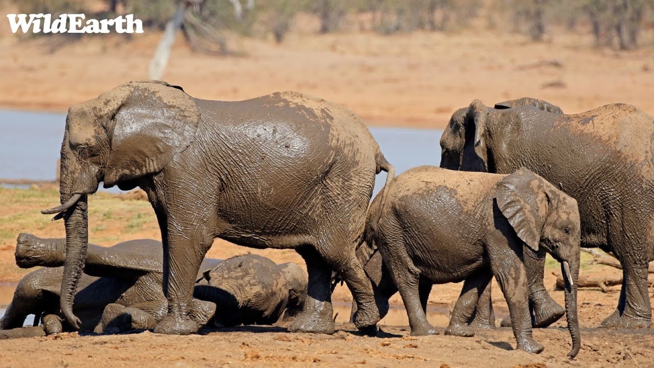 LIVE at the waterhole - 14 April 2024 - AD FREE - YouTube