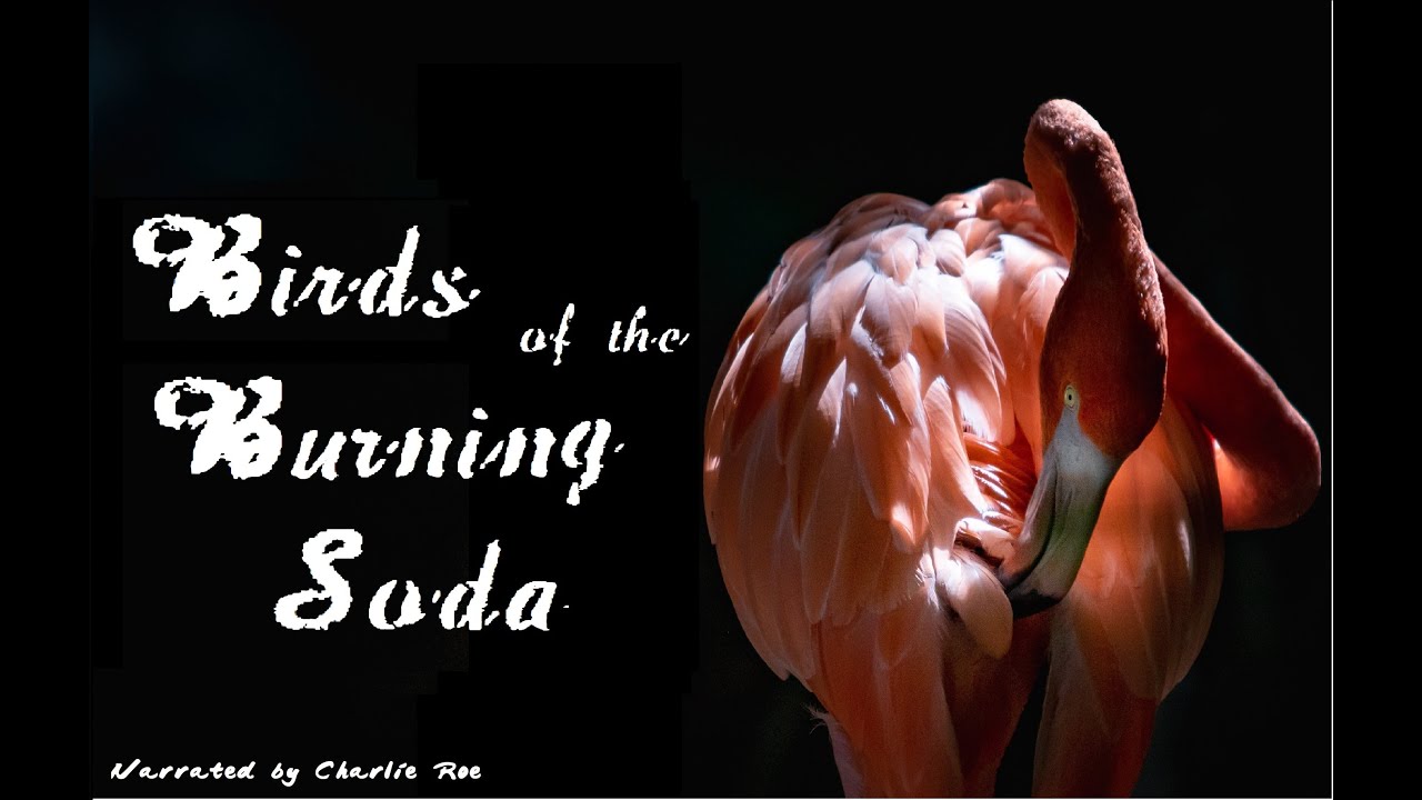 CH5 - Nature Documentary - Flights of Fancy: Birds of the Burning Soda ...