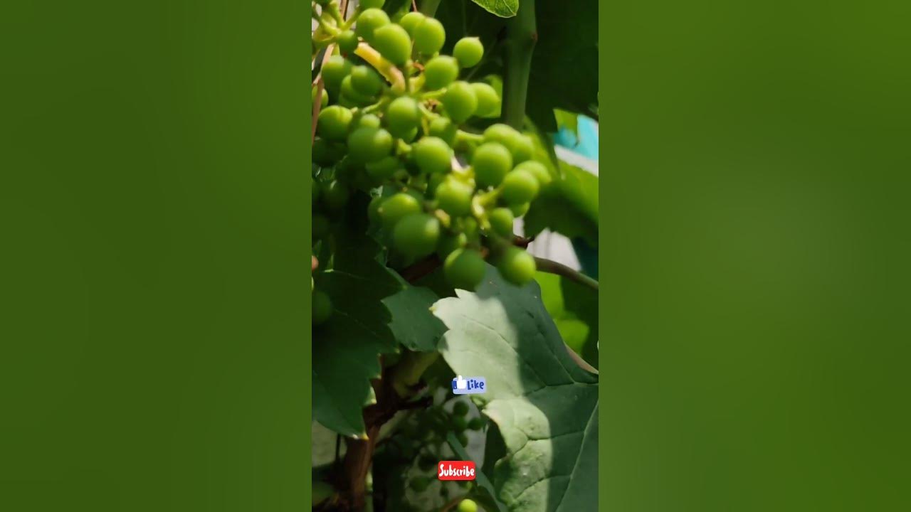 Angur Fruit youtubeshorts YouTube angur-fruit-youtubeshorts-youtube
