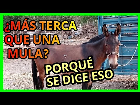 MÁS TERCA QUE UNA MULA🦓🦓🦓🐴🐴 - YouTube