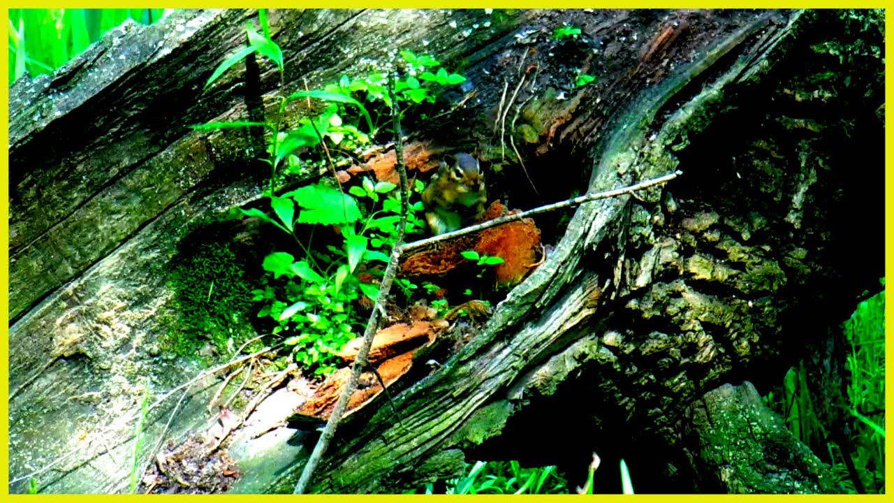 Filming Nature at Chicago's LaBagh Woods | Short Nature Documentary ...