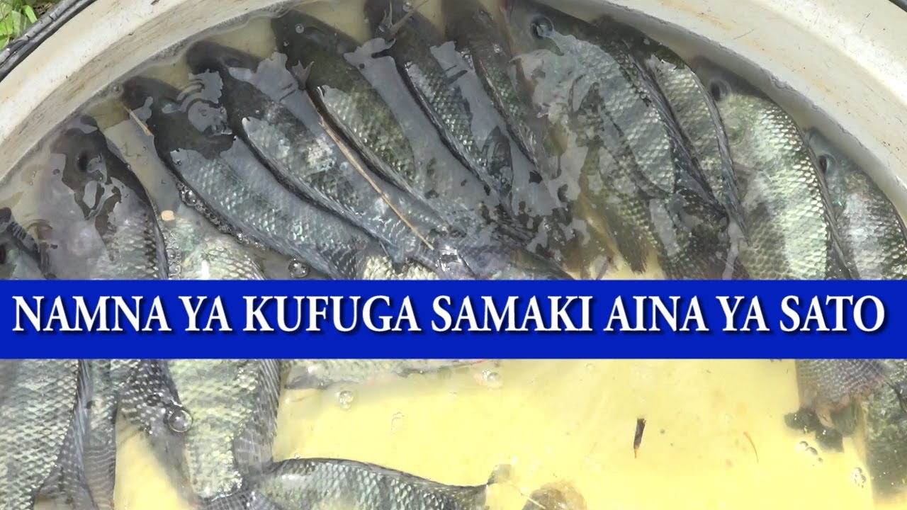 JINSI YA KUFUGA SAMAKI AINA YA SATO - YouTube