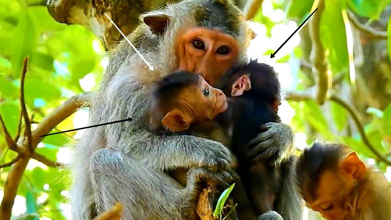 Sweetie Action Of Mom MAYA Hug & Take CareHer New Baby MAYO And Baby ...