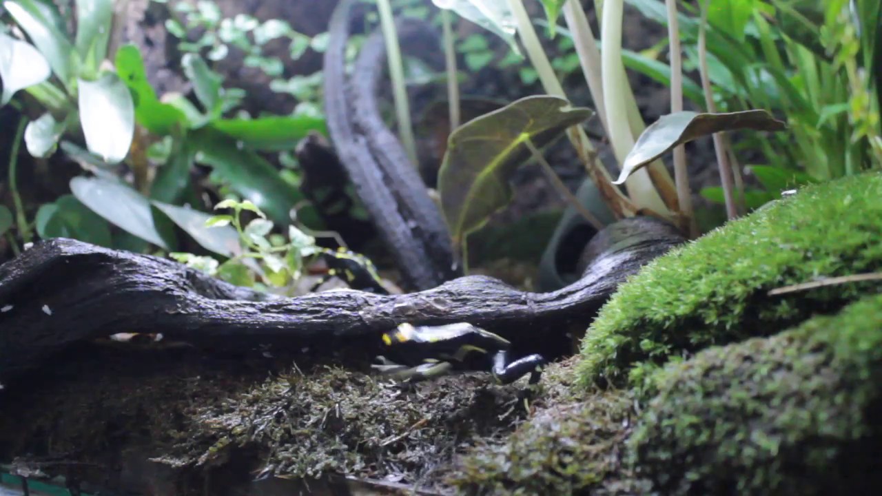 Dart frog tinctorius Alanis feeding - YouTube