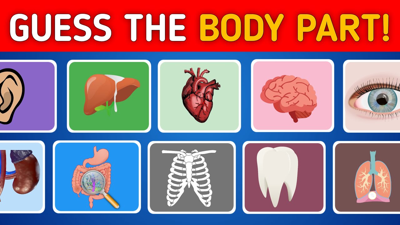 Can You Guess These Body Parts? 🧠 | Human Body Quiz for All Ages! - YouTube