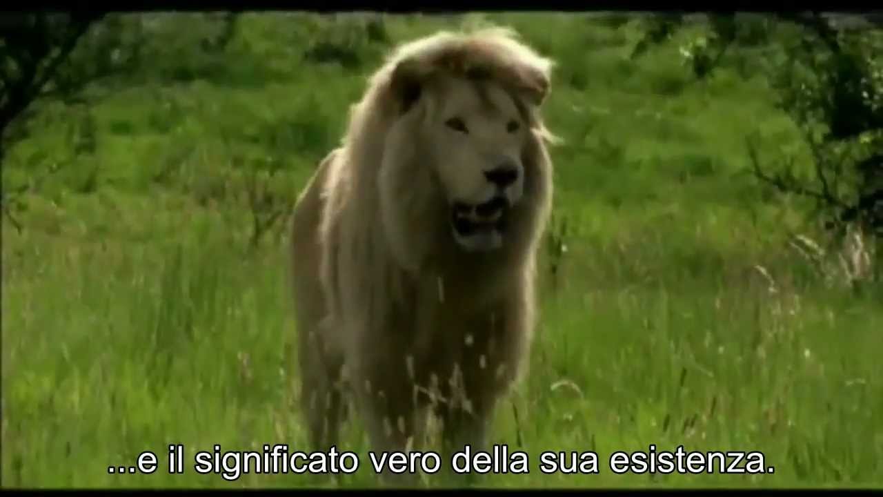 White Lion - trailer ita HD - YouTube