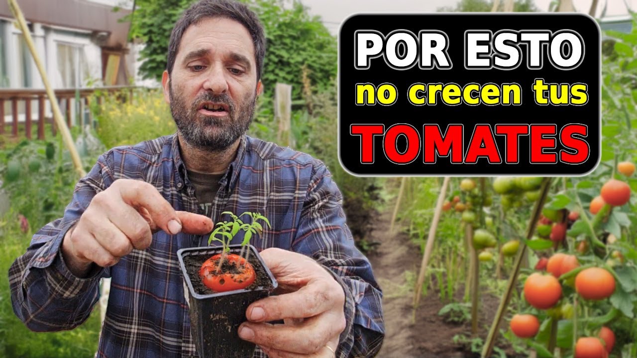 Cómo Sembrar Tomates (sin Fallar): 8 Errores de PRINCIPIANTES # ...