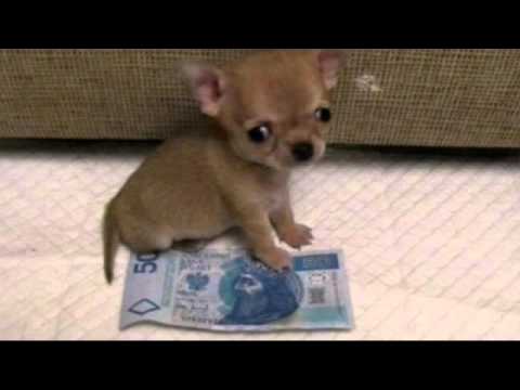 Małe i słodkie pieski - YouTube