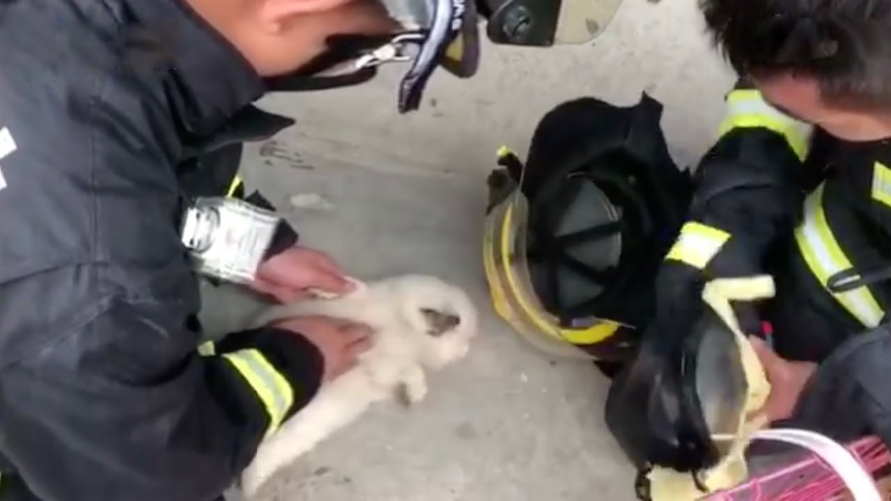 Firefighters do CPR on cats and dogs rescued from burning pet store ...