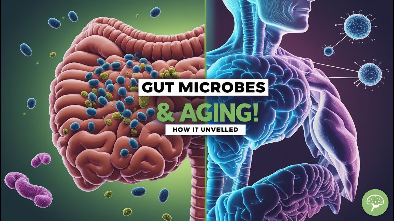 Microbes and Miles: How Gut Bacteria Shape Our Aging Journey - YouTube