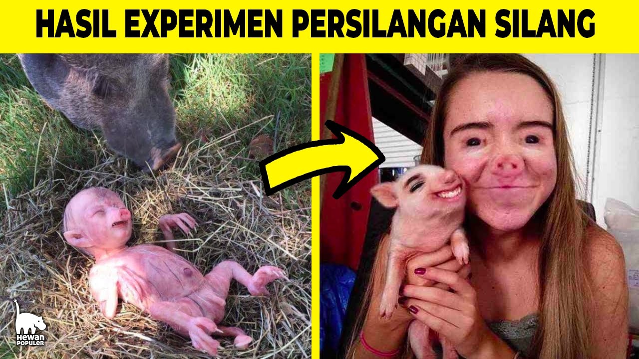 SULIT DIPERCAYA!, Begini Kabar Persilangan Manusia dan Babi yang Bikin ...