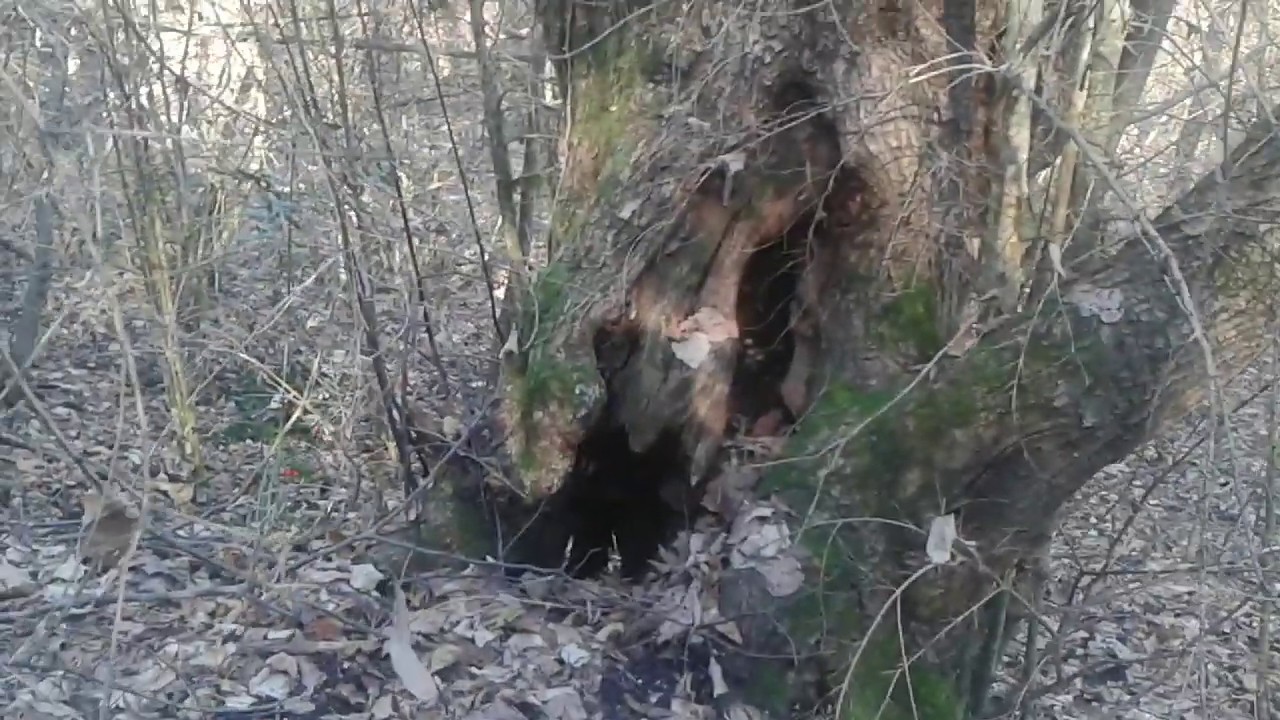ΡΑΒΔΟΣΚΟΠΙΑ ΕΡΕΥΝΑ ΜΑΖΙ ΜΕ ΕΝΑ ΦΙΛΟ ΓΙΑ ΛΟΓΑΡΙΑΣΜΌ ΤΟΥ - YouTube