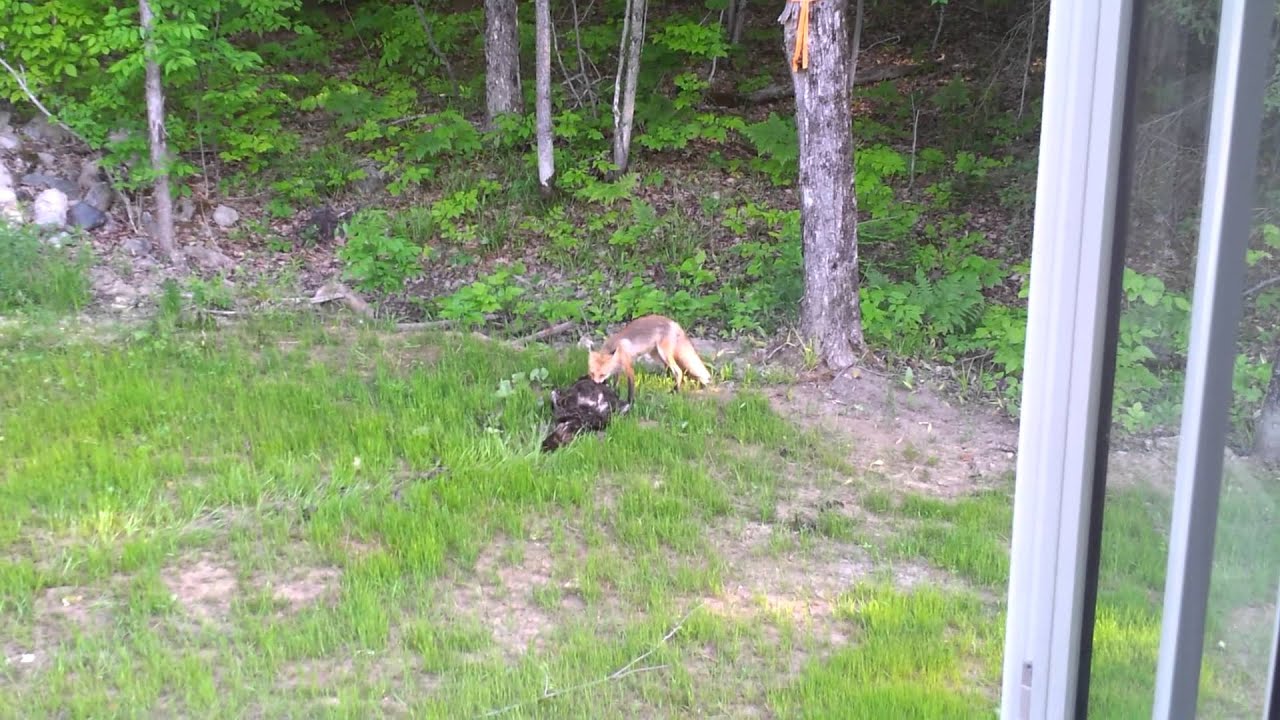 Fox Eating turkey - YouTube