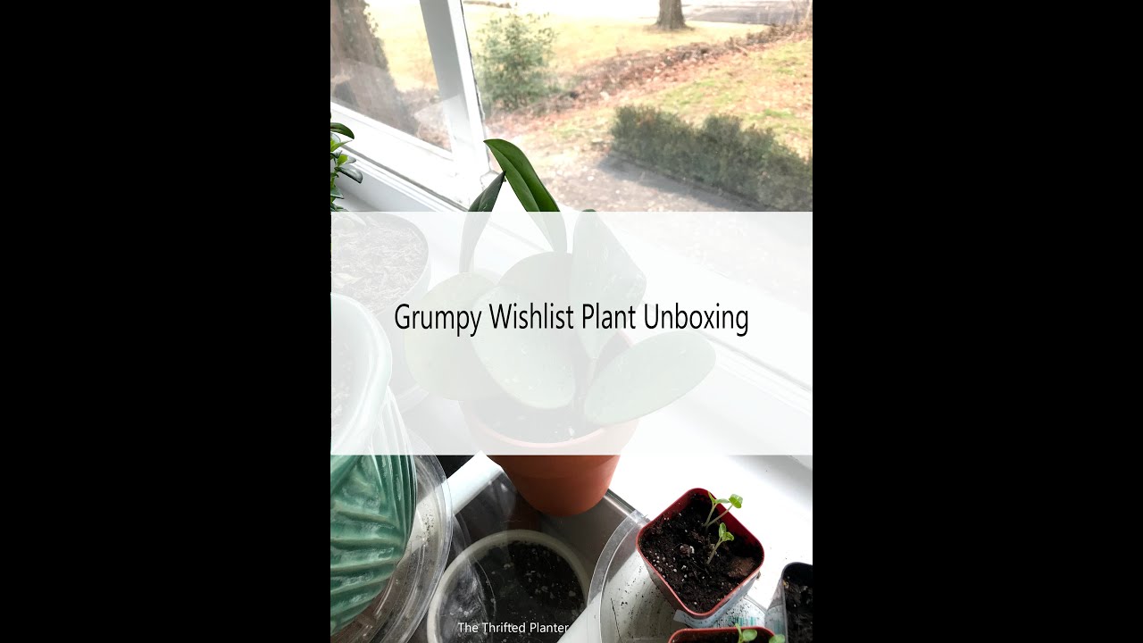 Grumpy Wishlist Plant Unboxing - YouTube