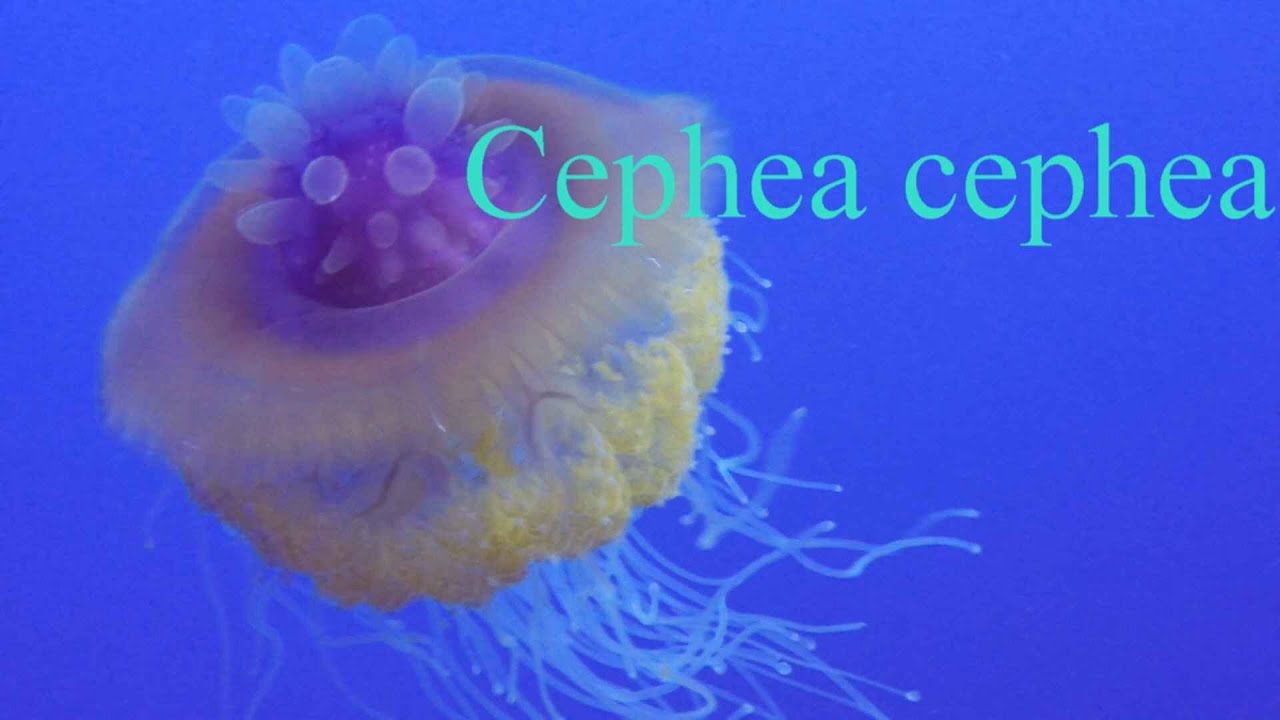 Cephea cephea - YouTube