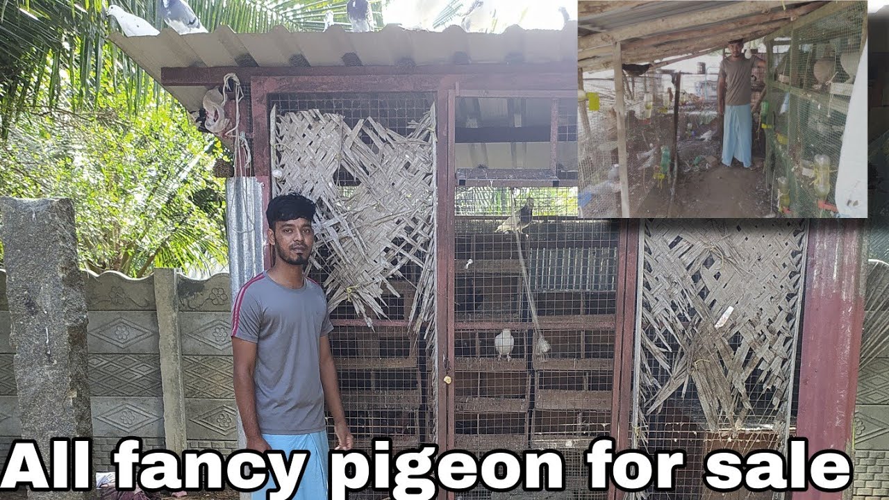 fancy pigeon farm | fancy pigeons for sale | sha pet world - YouTube