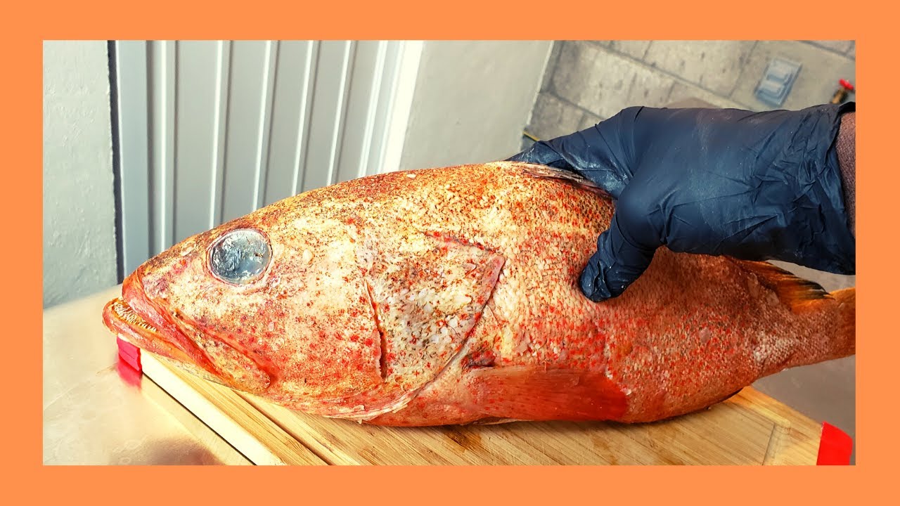 COMO FILETEAR MERO | DOS DELICIOSAS DELICACIONES | HOW TO FILLET ...