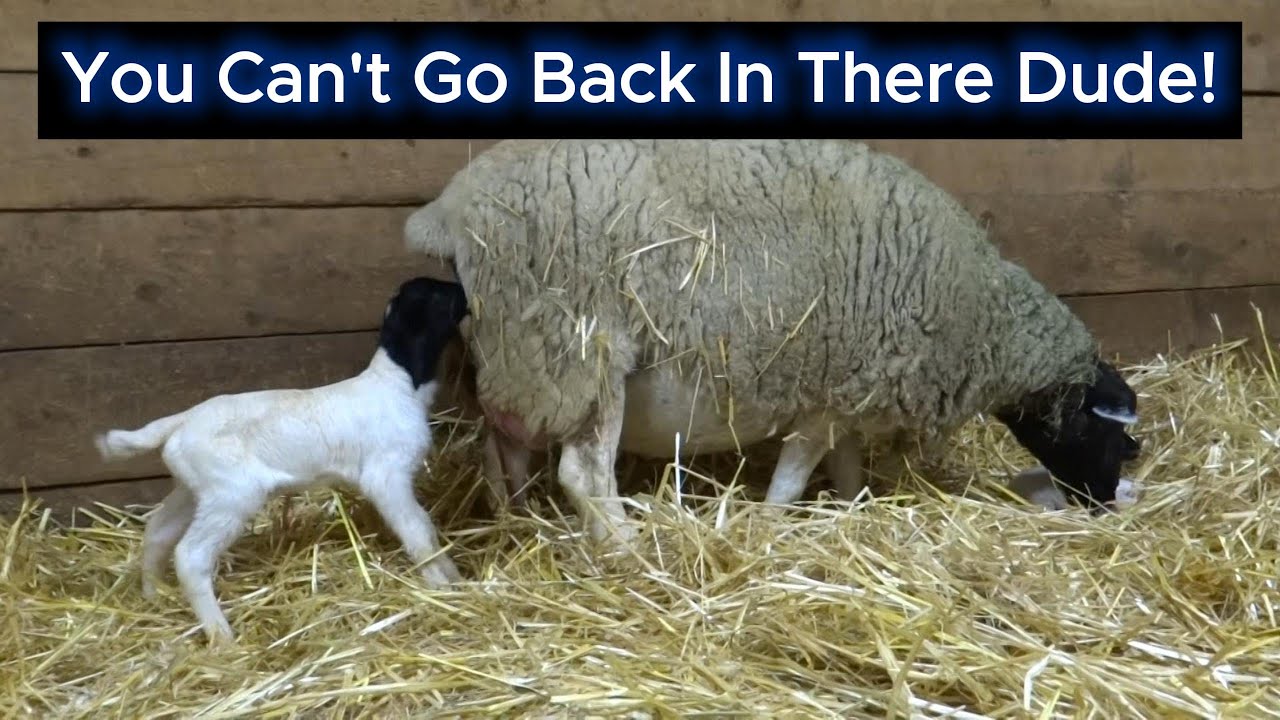 More Fresh Lambies! Almost a 1/4 Done!! Vlog15 - YouTube