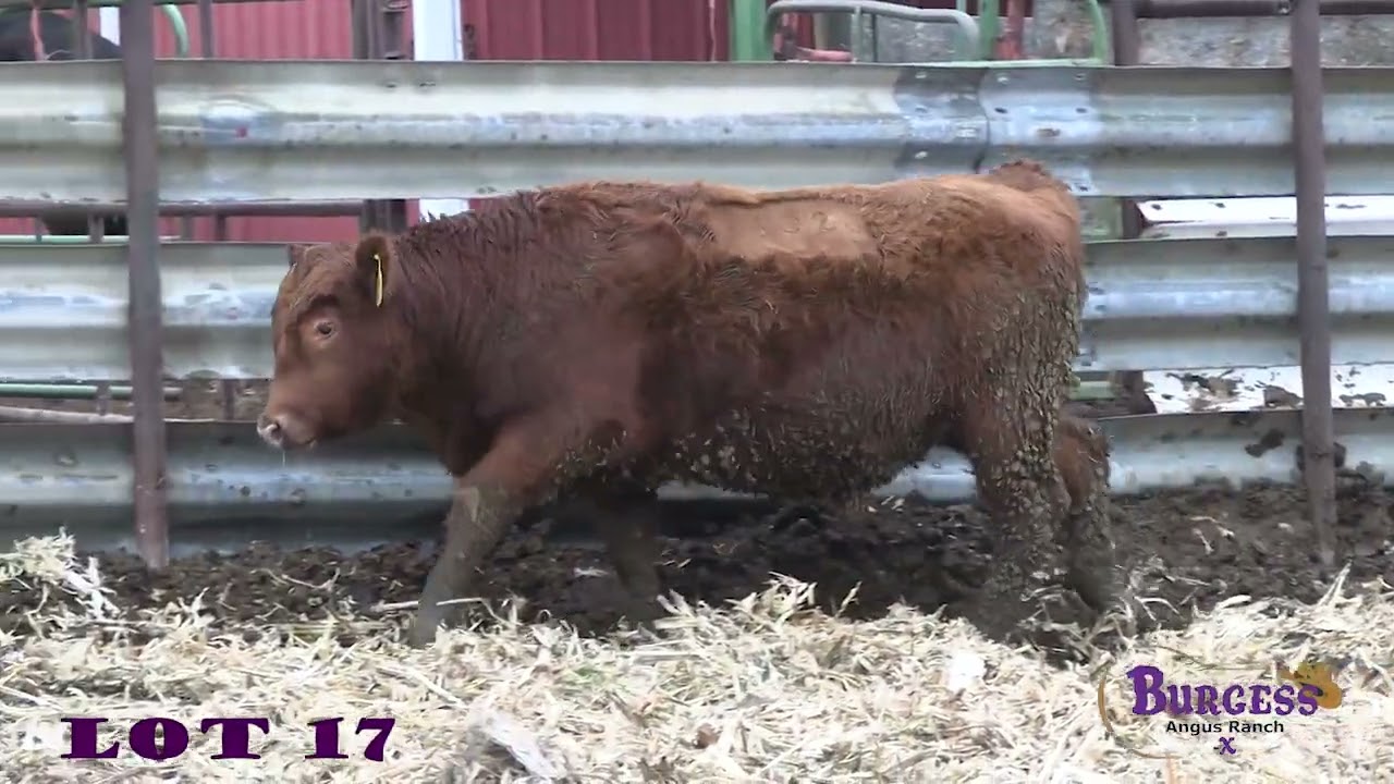 Lot 17 Burgess Angus 2023 - YouTube