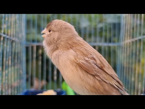Most Strong Canary Singing Song Training Canaries Birds - YouTube