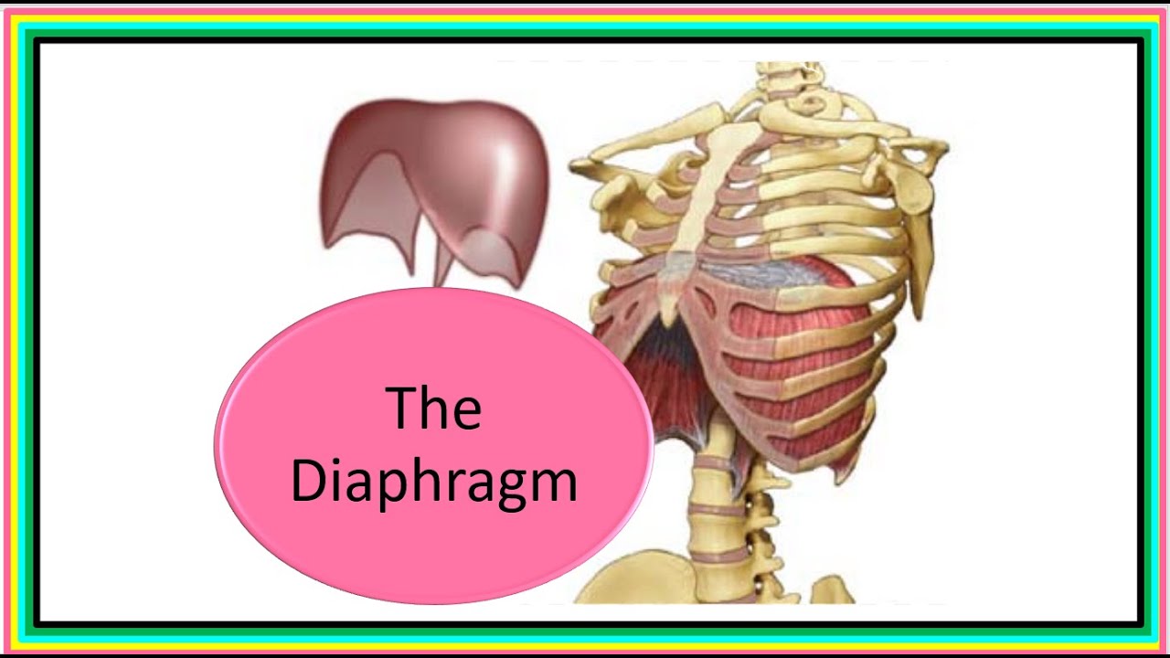 THE DIAPHRAGM - YouTube