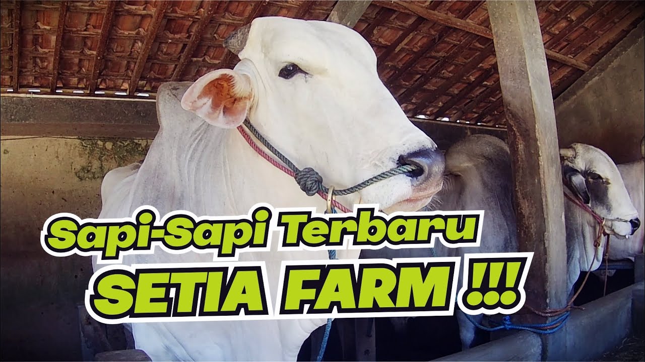 Gerebek Kandang Sapi SETIA FARM Purworejo - YouTube