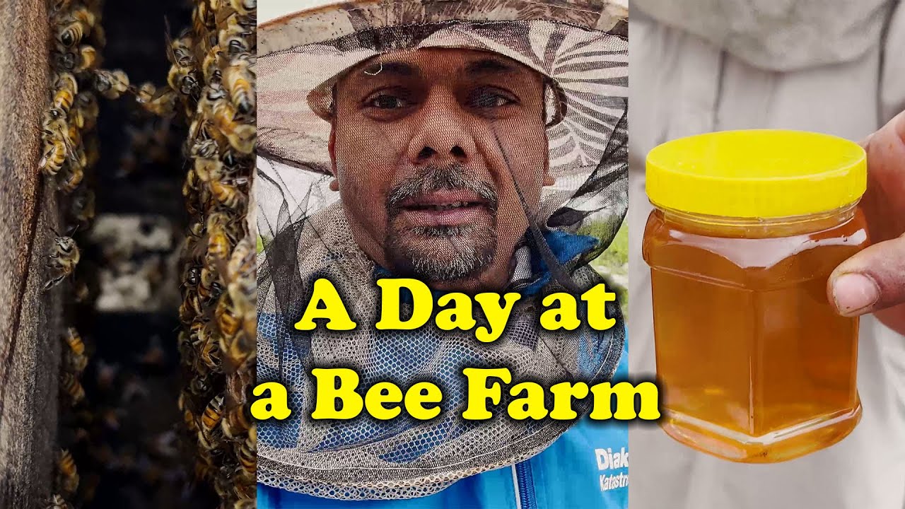 An insight into the BEE FARM in Pakistan! - YouTube