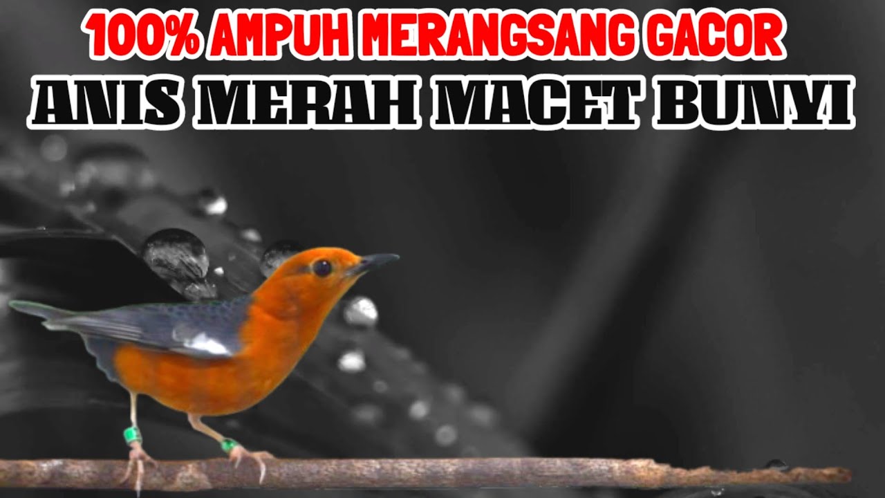 PANCINGAN ANIS MERAH BISU AMPUH MERANGSANG GACOR ANIS YANG MALAS BUNYI ...