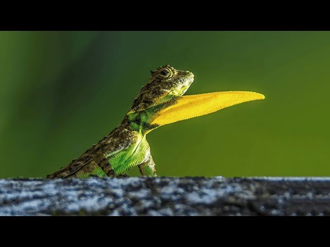 Cekibar: Si Reptil Kecil Penjaga Pohon || Ternyata Membawa Dampak ...