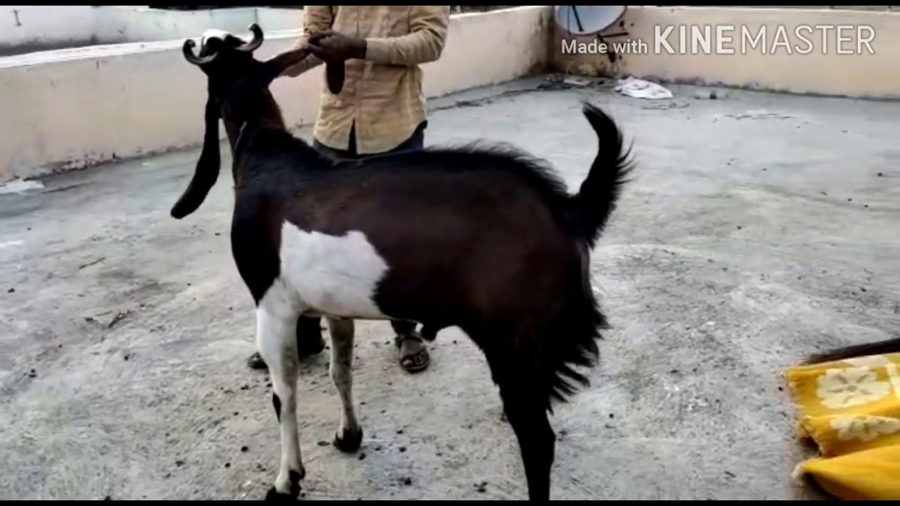 Danish Bhai Goats Maharashtra | Lockdown Challenger No 4 Season 3 ...