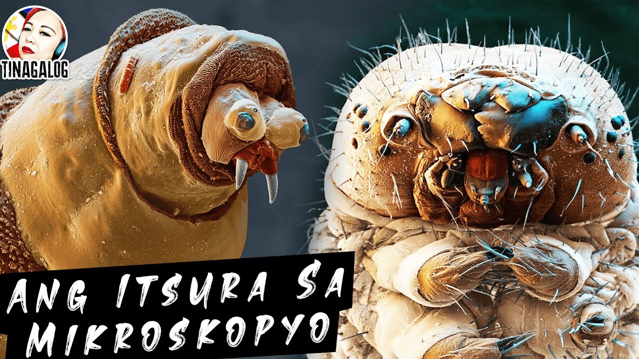 SA PANINGIN NG MIKROSKOPYO - YouTube