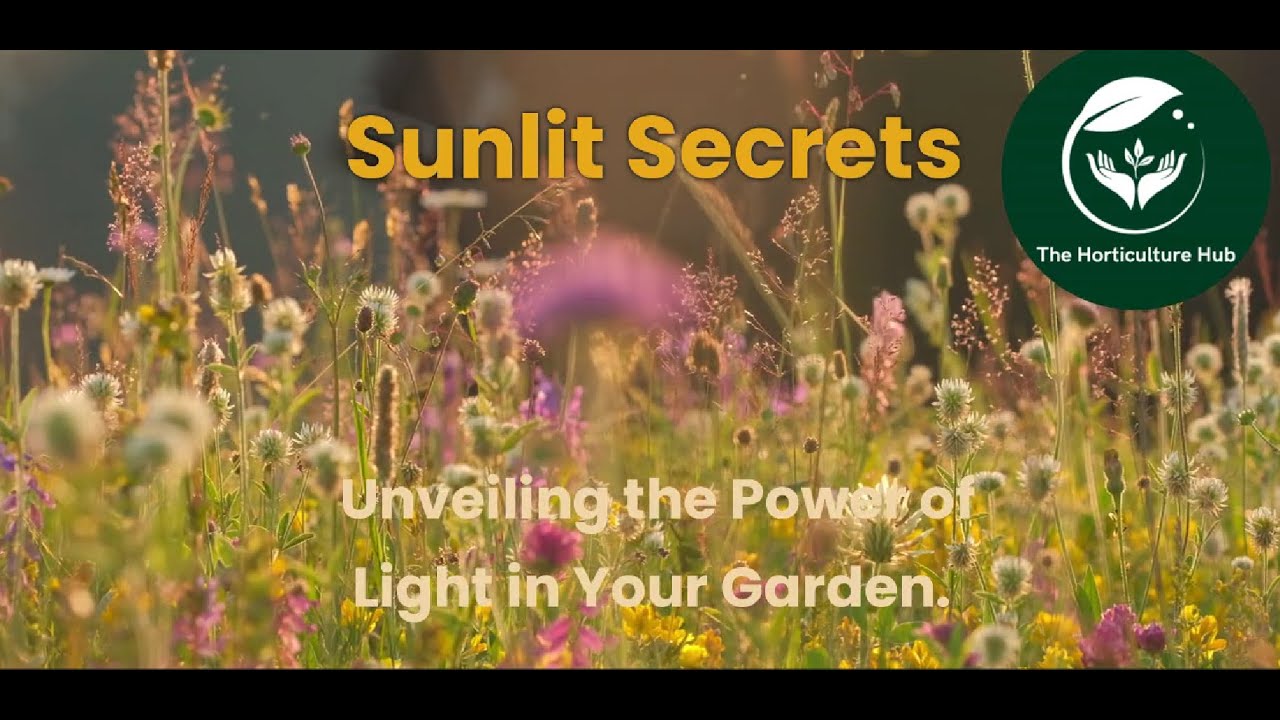 Sunlit Secrets. Unveiling The Power of light In Your Garden. - YouTube