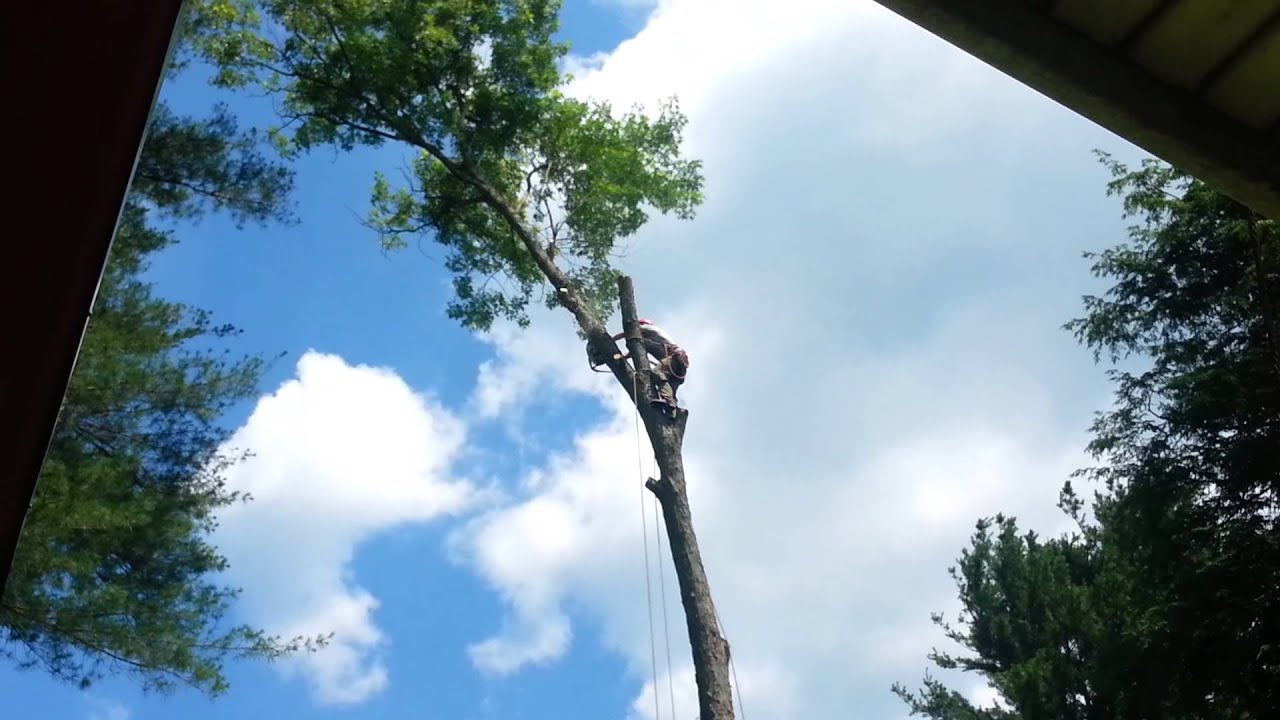 Crazy tree cutting - YouTube