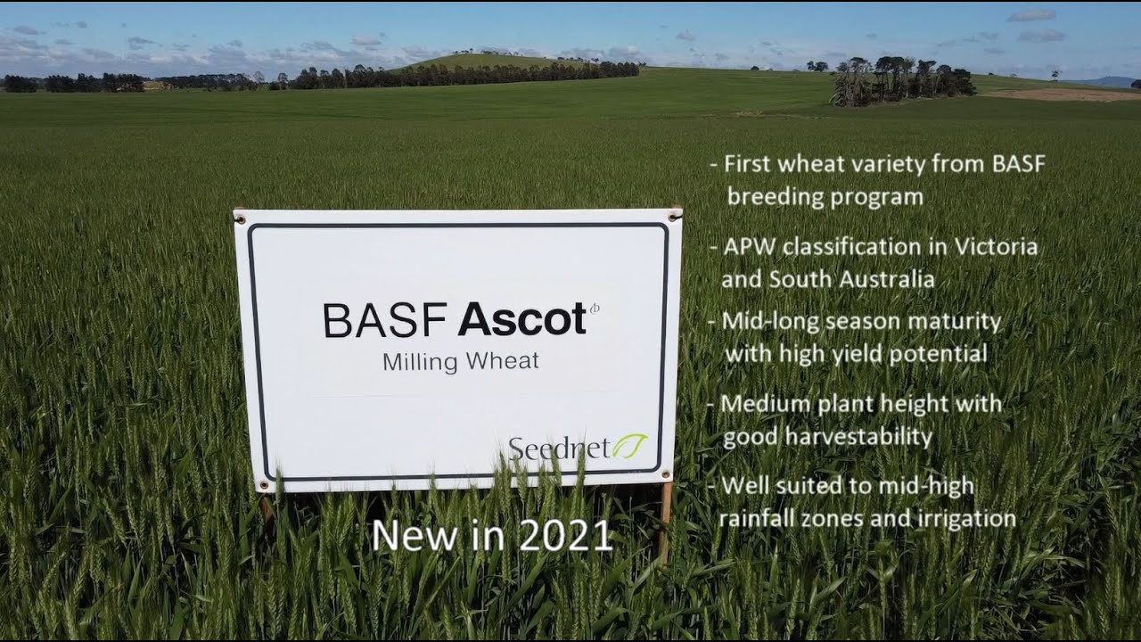 BASF Ascot wheat - New from SeedNet - YouTube