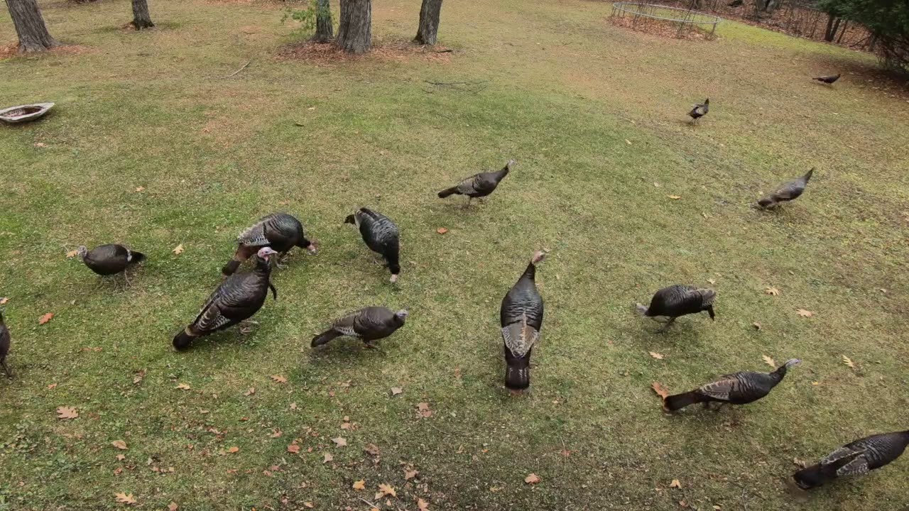 wild turkeys in our back yard - YouTube