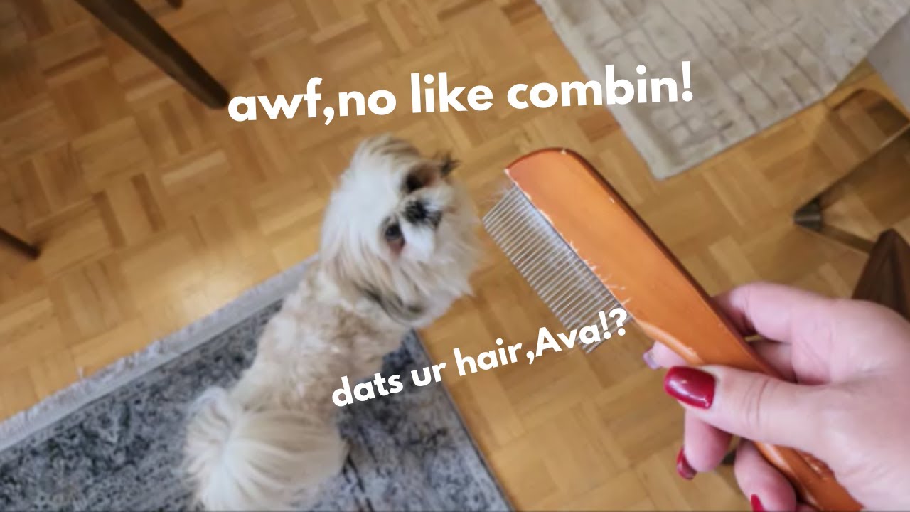 This Is How My Moka Funny Dog Gets Ready To Comb His Hair and Go Out ...