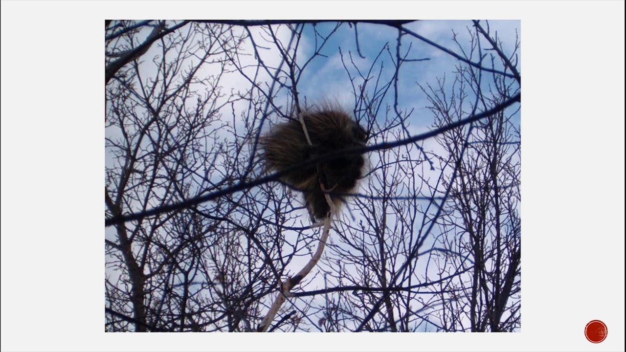 2018 MGW Lewis Heaton Wildlife-Friendly Grazing Practices - YouTube