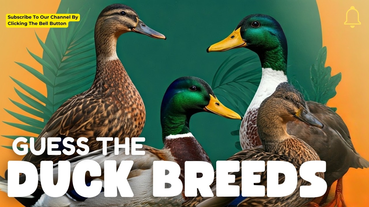 Duck Identification Quiz: Test Your Knowledge! #duck #quiz - YouTube