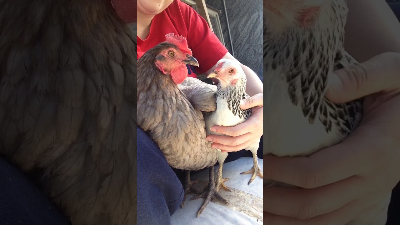 Cuddly Chickens! - YouTube