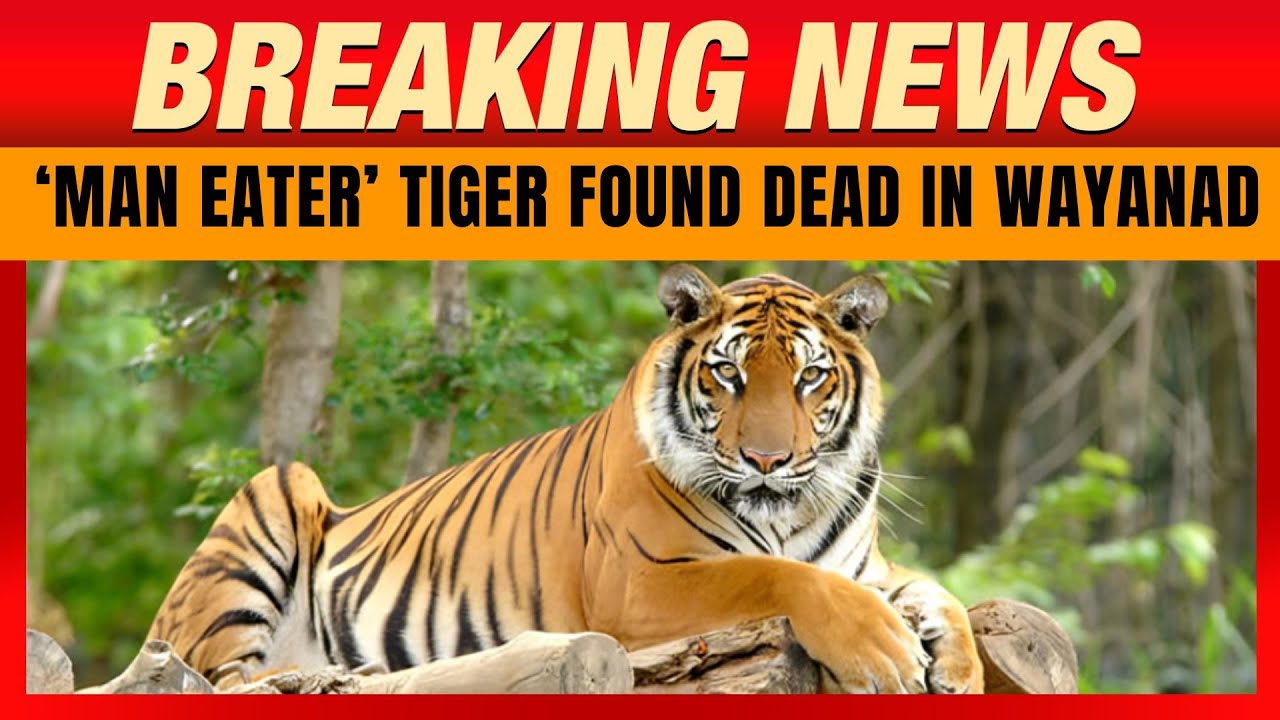Wayanad | Man Eater Tiger Found Dead in Wayanad ; Cause of Death ...