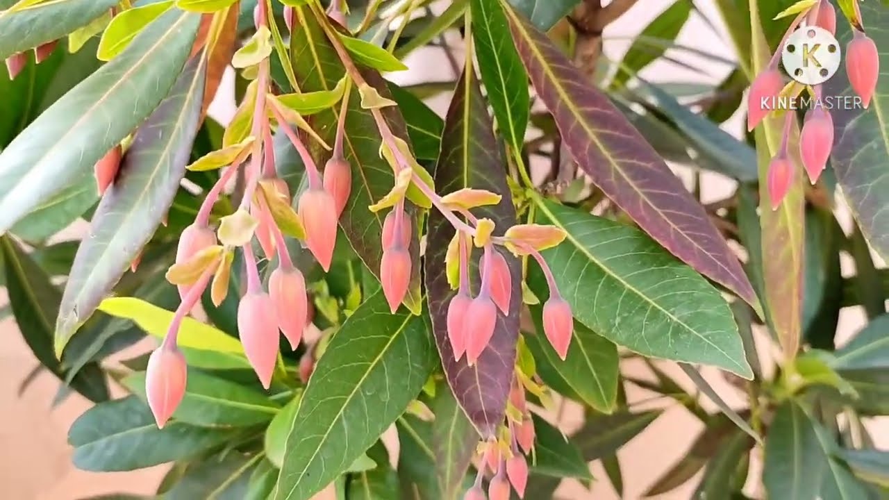 ELAEOCARPUS GANITRUS ( SACRED TREE RUDRAKSHA) - YouTube