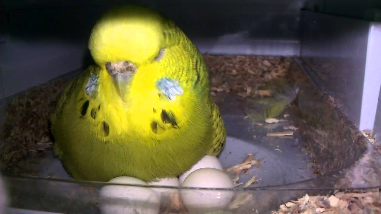 Budgie Breeding Journal #4 - Pair # 1 (UPDATE) 10-17-2012 - YouTube
