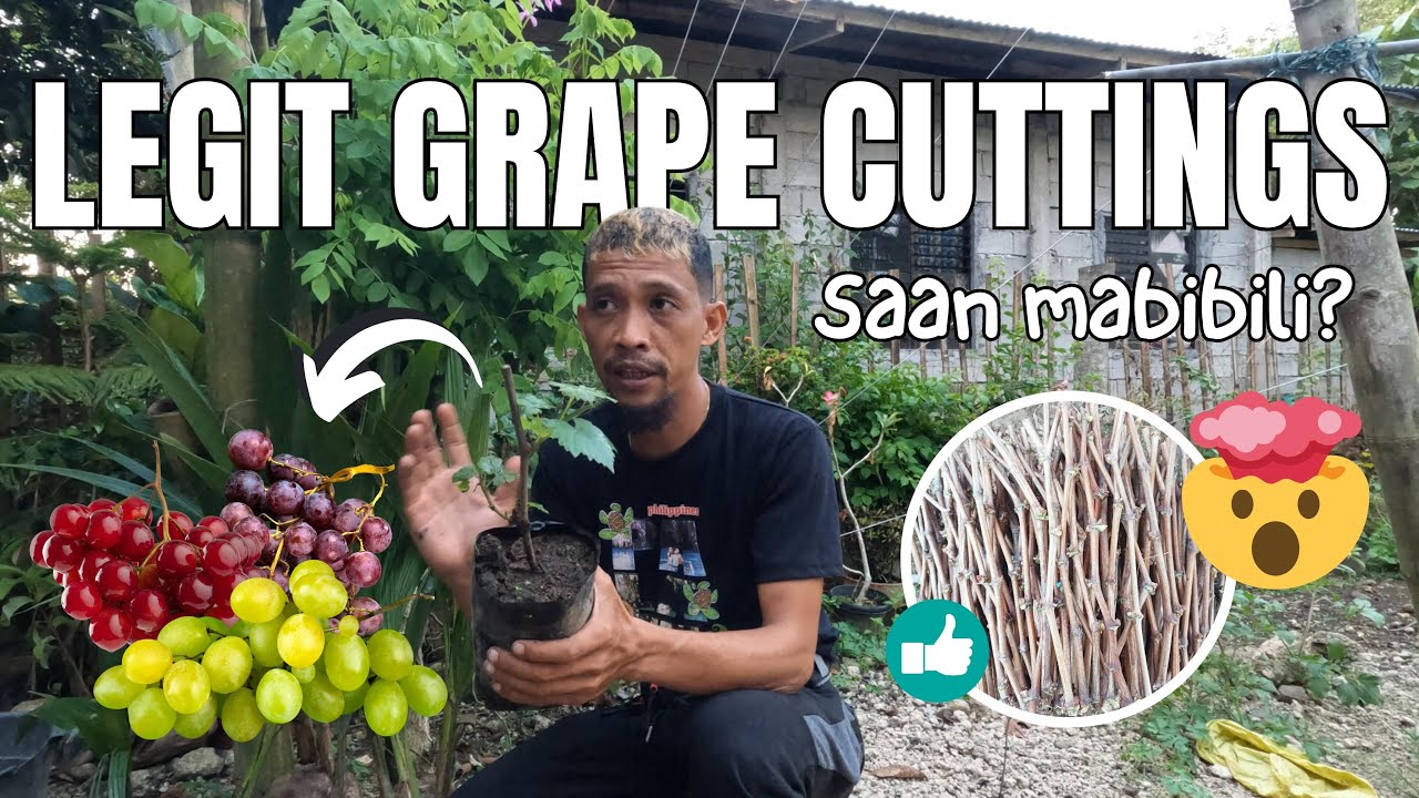 MAGTANIM TAYO NG GRAPES! - YouTube